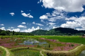 Ziro-Valley | Tour To Review